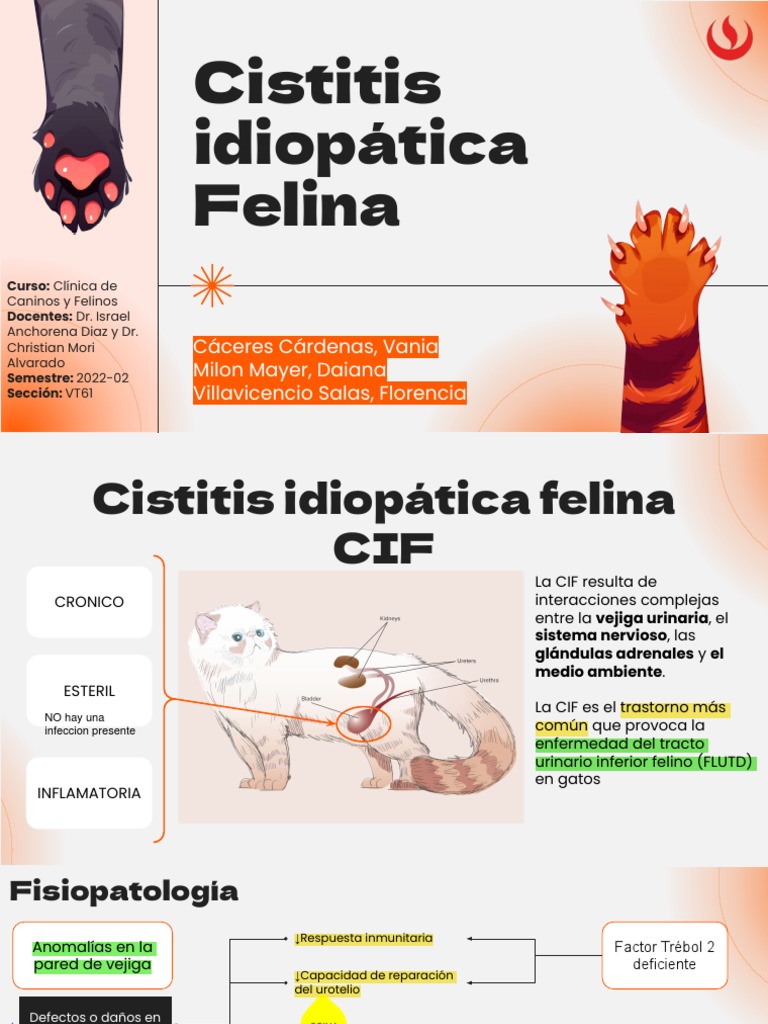 Cistitis Idiopática Felina: Diagnóstico y Tratamiento | PDF | Vejiga ...