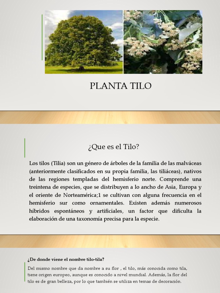 Propiedades y usos del tilo medicinal | PDF