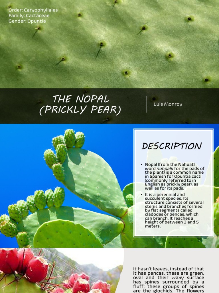 The Nopal | PDF