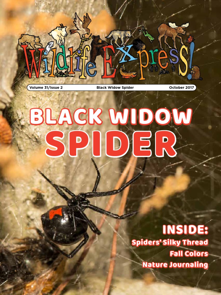 We Octt17blackwidowspider Final | PDF | Spider | Spider Web