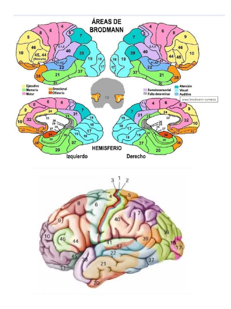 Áreas de Brodman | PDF | Lóbulo temporal | Memoria