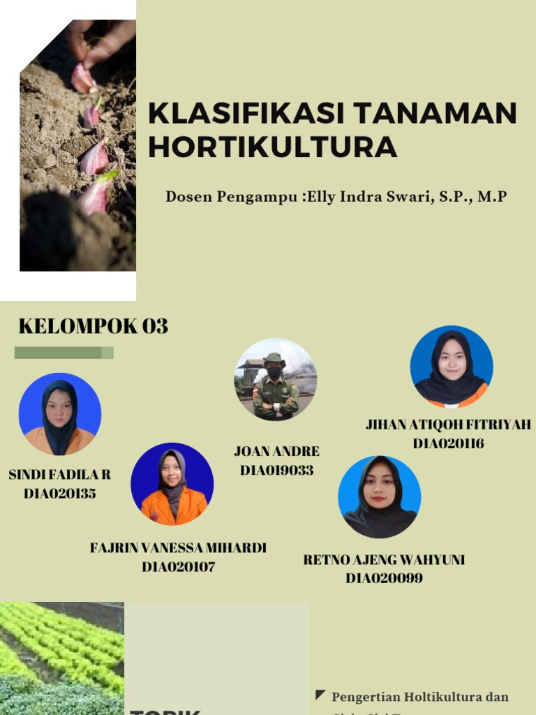 Kel 03 - Budidaya Tanaman Hortikultura - Klasifikasi Tanaman Hortikultura | PDF