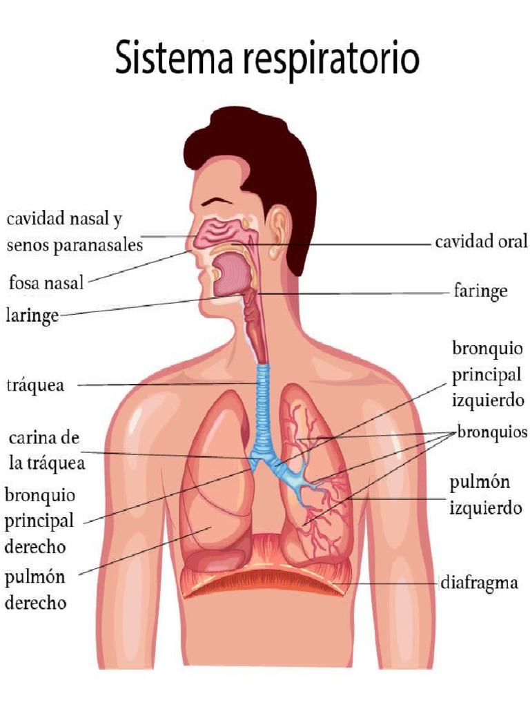 Aparato Respiratorio para Imprimir | PDF