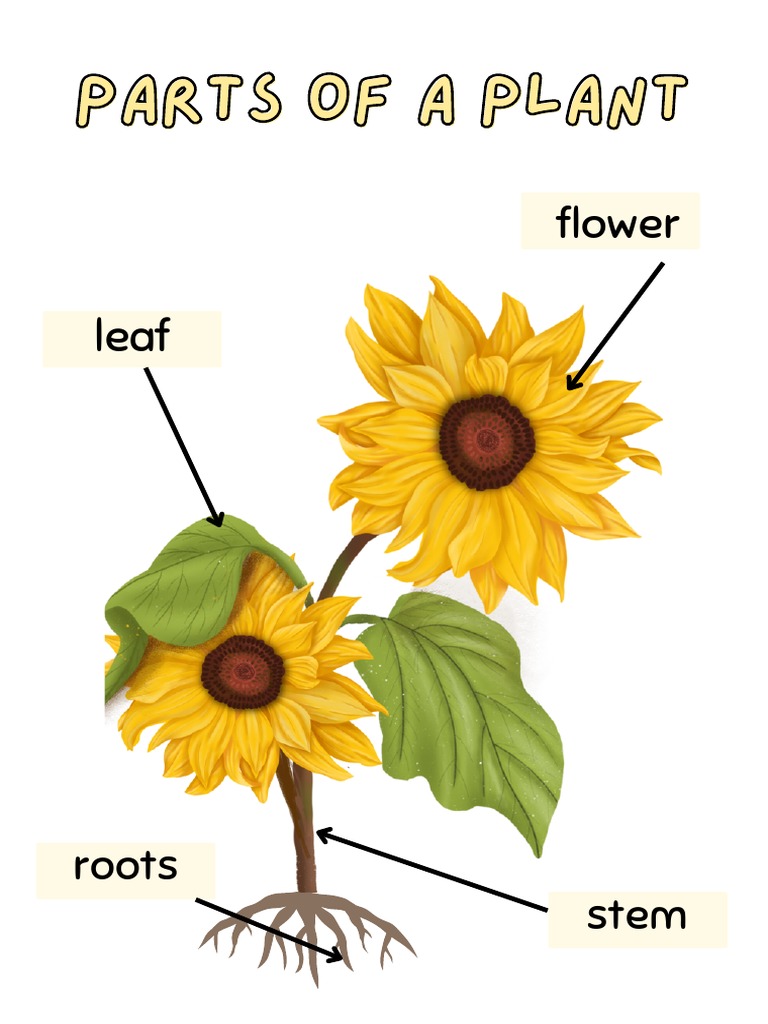 Parts of A Plant Activity Worksheet For Kindergarten | PDF