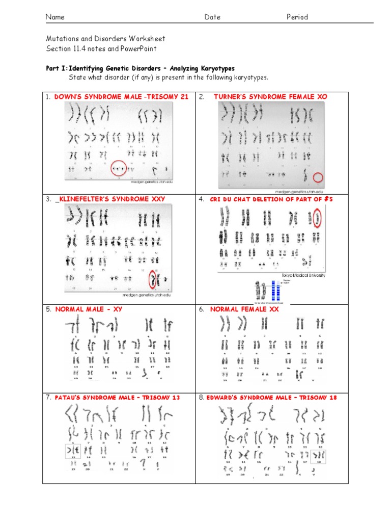 Mutations and Disorders worksheet-ANS | PDF | Genetic Disorder | Meiosis
