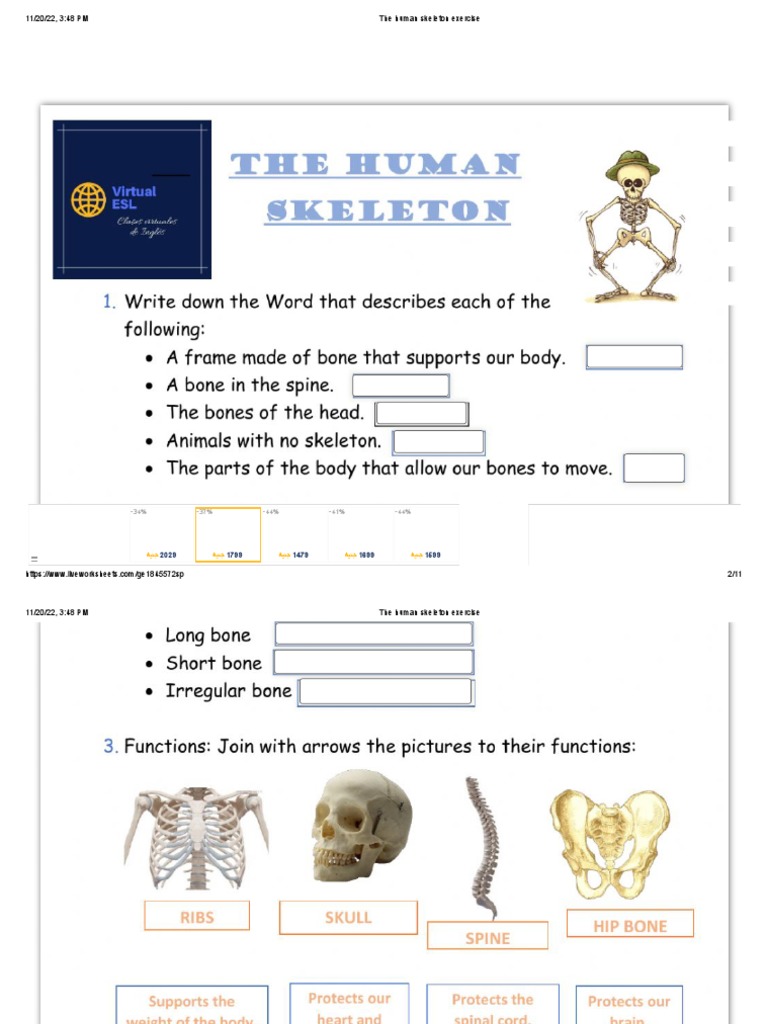 The Human Skeleton Exercise | PDF