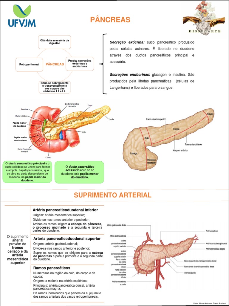 Pancreas | PDF | Pâncreas | Órgão (anatomia)