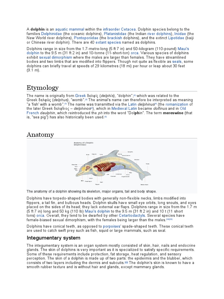 Dolphins | PDF | Dolphin | Skin