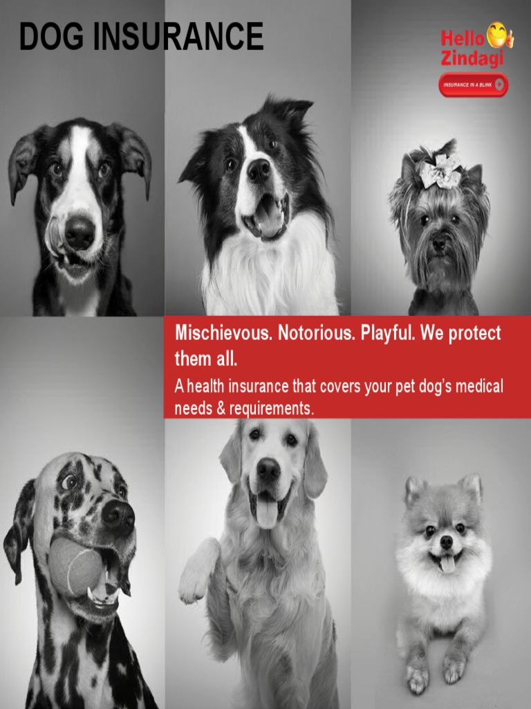 Dog Insurance | PDF | Insurance | Dog Breeds