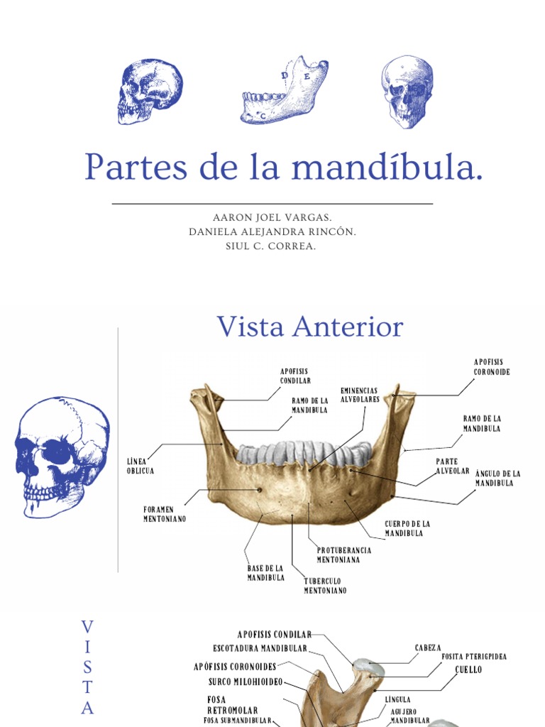 Partes y características de la mandíbula | PDF