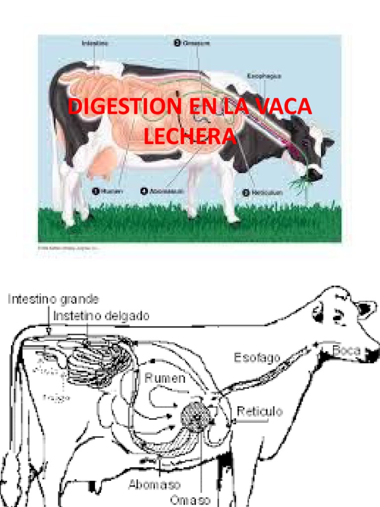 Tema 2 Digestion en La Vaca Lechera | PDF | Rumiante | Digestión