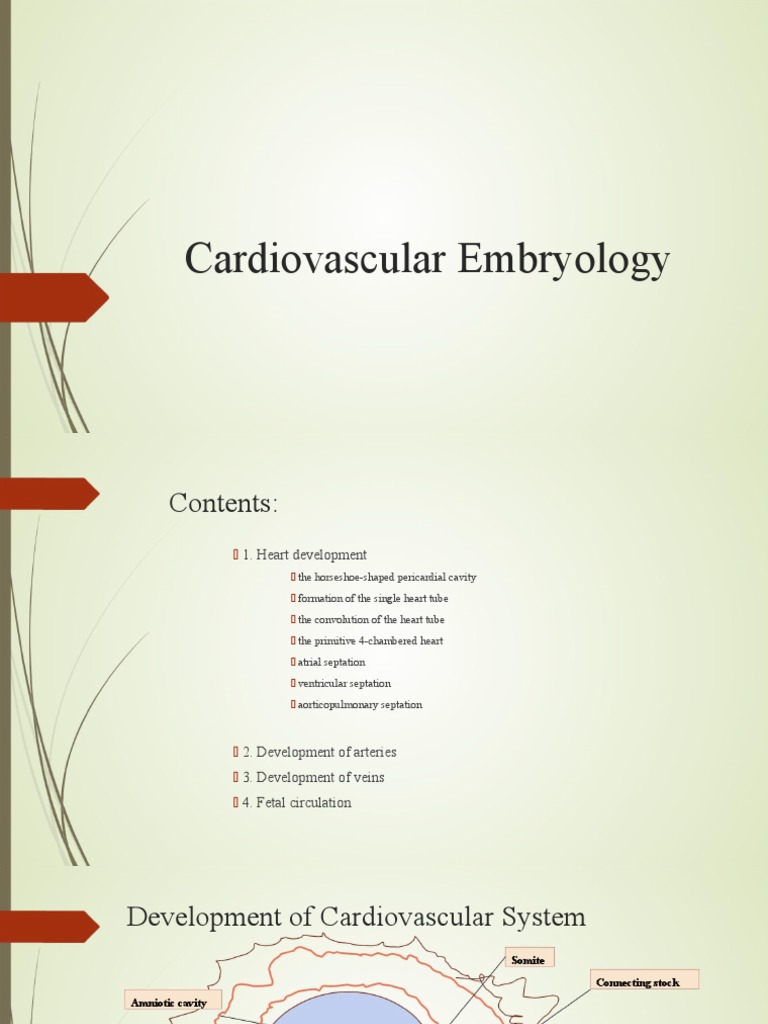 Cvs Embryology | PDF | Atrium (Heart) | Aorta