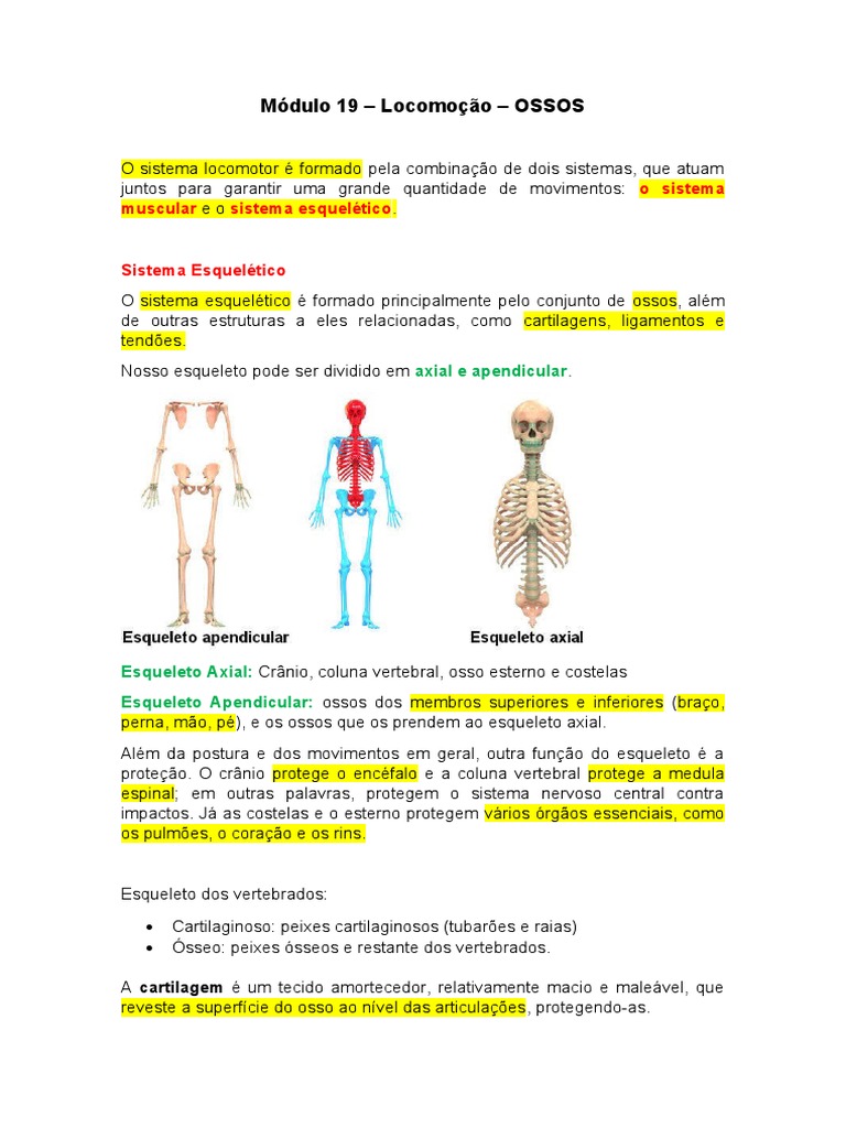 Sistema Locomotor E Sistema Nervoso Pdf