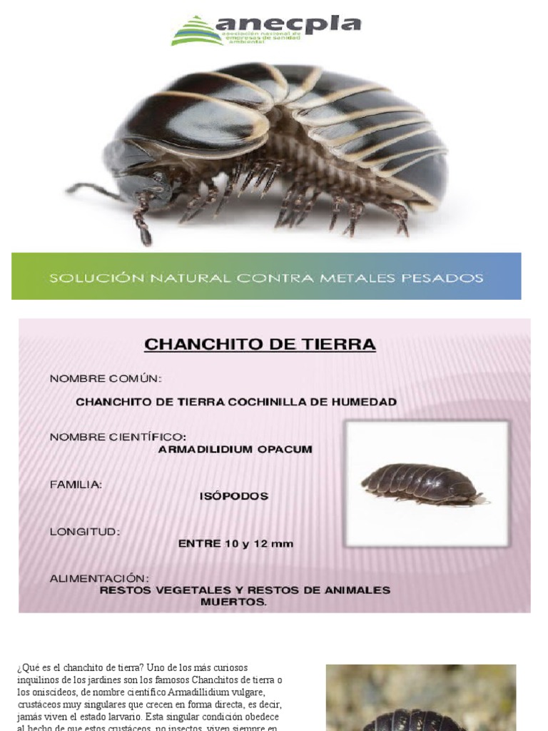 Ciclo de vida del chanchito de tierra | PDF
