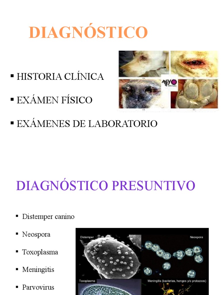 DISTEMPER CANINO | PDF