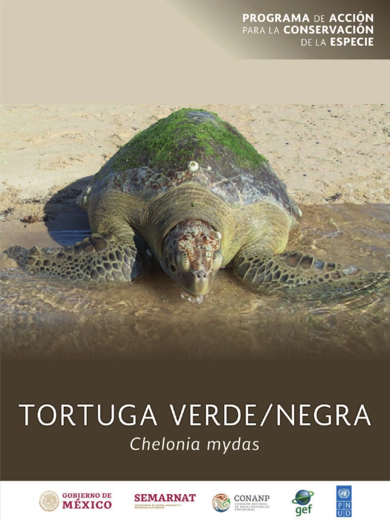 PACE Tortuga Verde VF | PDF