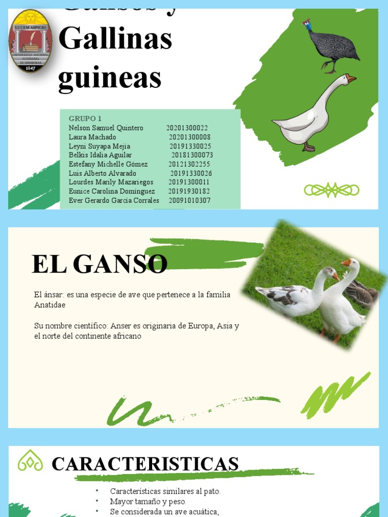 Características de la Gallina de Guinea | PDF | Galliformes | Pollo