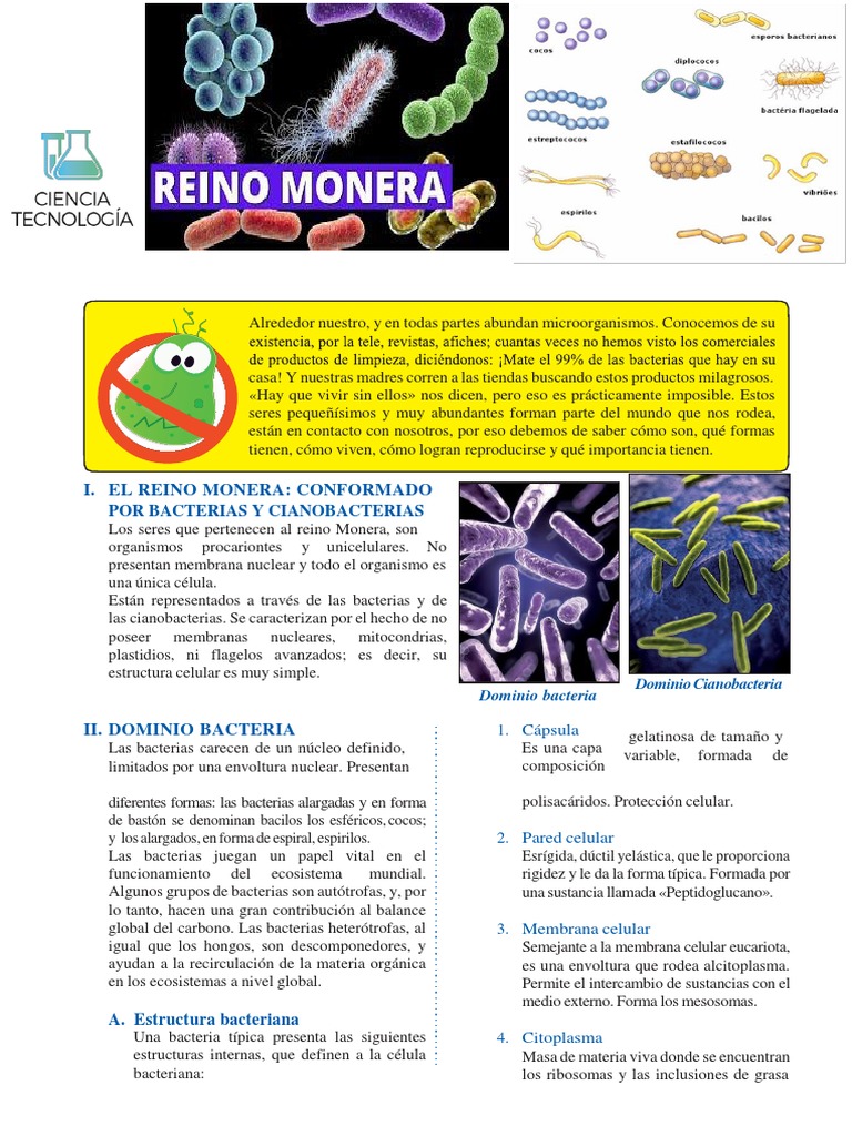 Características del Reino Monera | PDF | Las bacterias | Biología Celular)