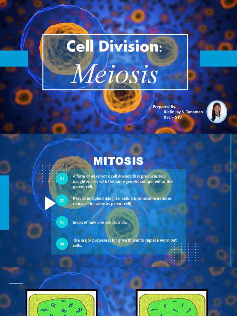 Ppt Meiosis Powerpoint Presentation Free Download Id