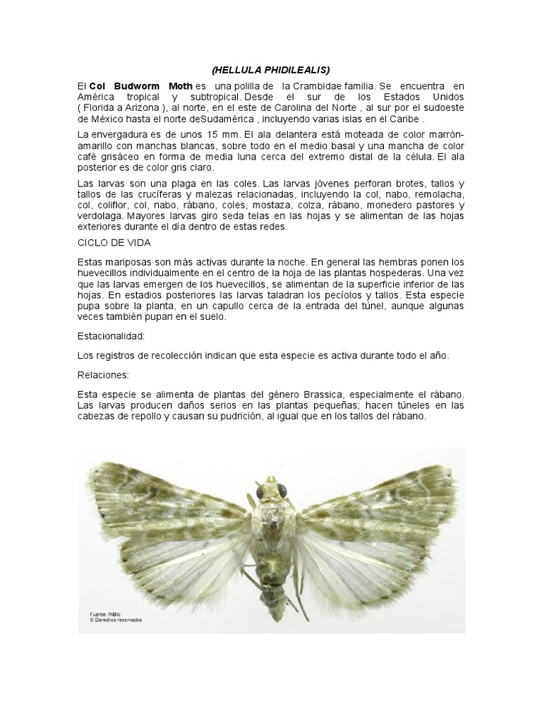 Hellula Phidilealis | PDF | Lepidópteros | Hoja