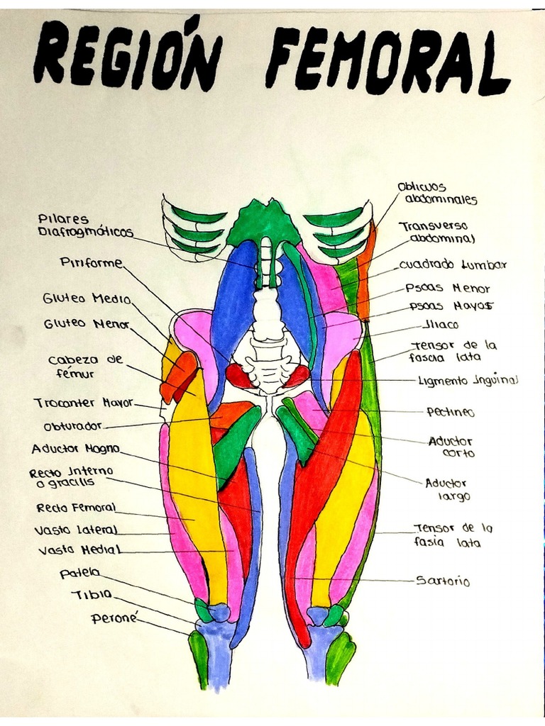 Musculo - Region Femoral | PDF