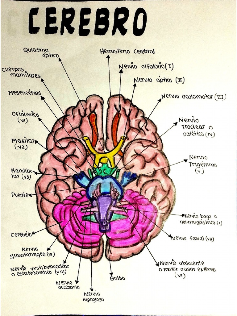Anatomía - Cerebro y Partes | PDF