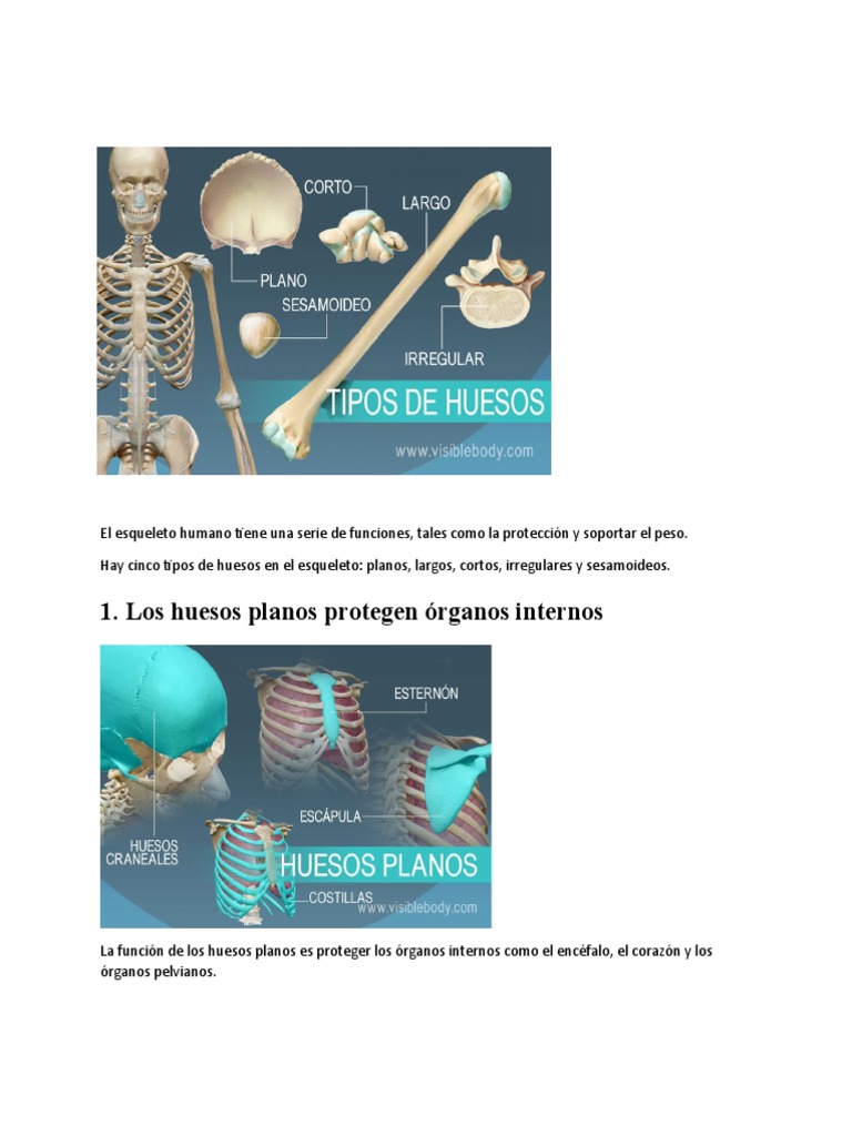 Clasificacion de Los Huesos y Tipos de Huesos | PDF | Esqueleto | Hueso