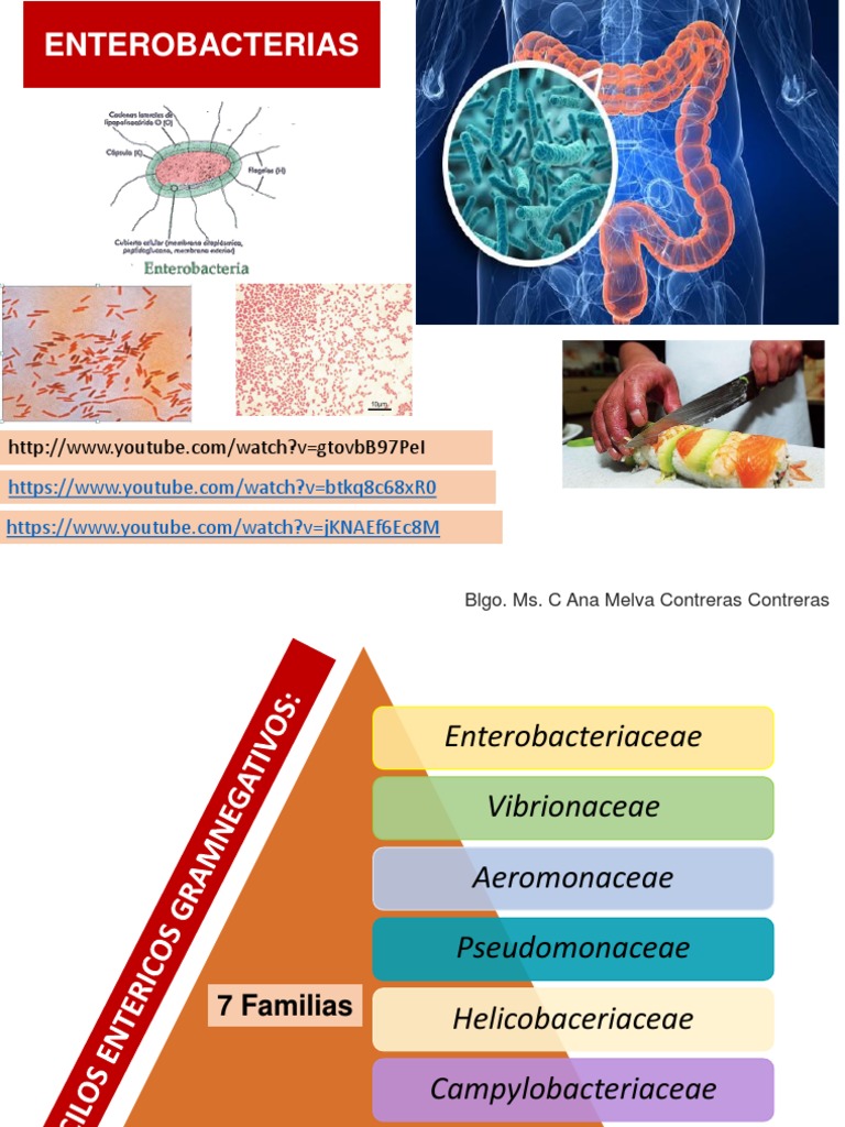 Sa 9 Práctica Pruebas Enterobacterias | PDF | Escherichia coli | Organismos