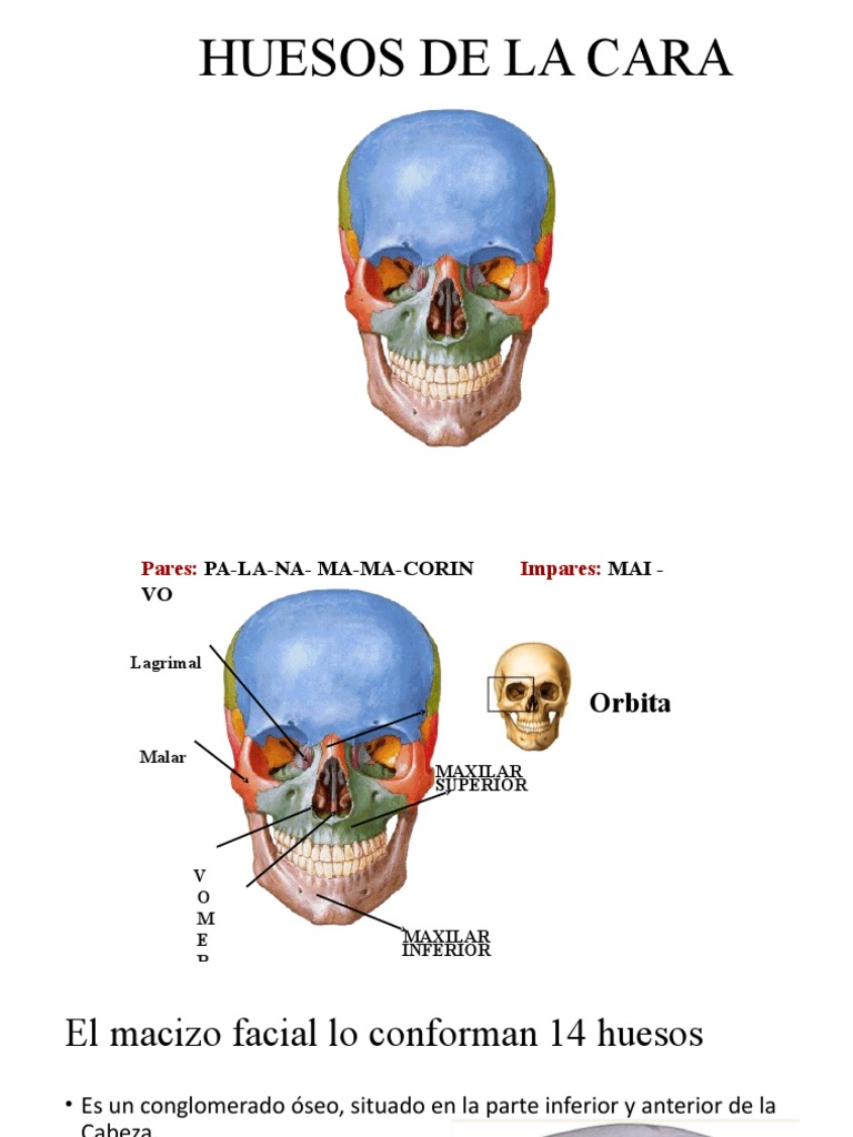 Huesos del Macizo Facial: 14 Elementos | PDF | Artes del Lenguaje y ...