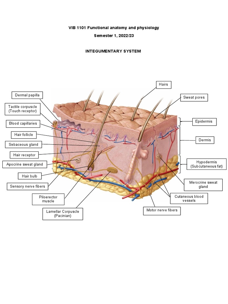 The Structure and Functions of the Integumentary System: A Detailed Look at the Skin, Hair, and ...