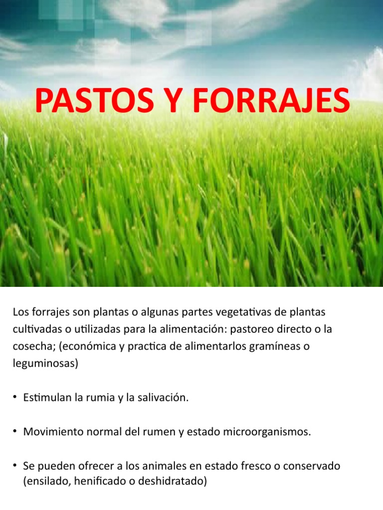 1. Pastos y Forrajes | PDF | Pasto | Agricultura