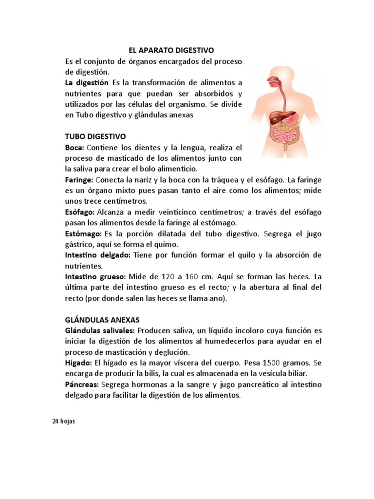 El Aparato Digestivo | PDF | Sistema digestivo humano | Digestión