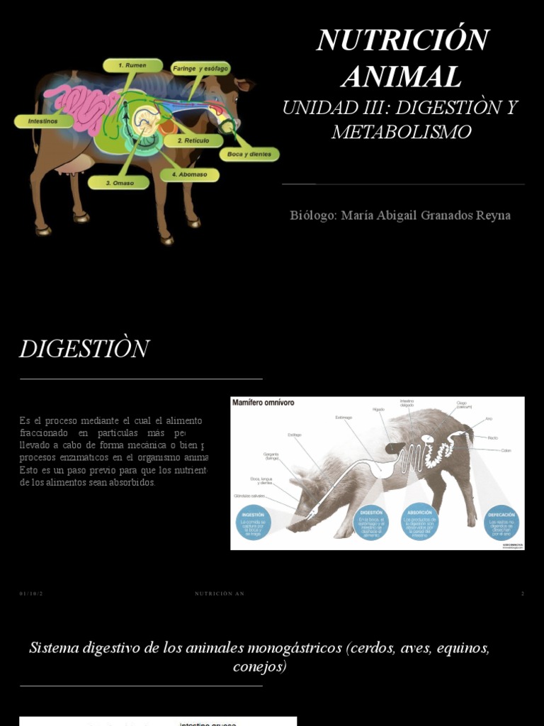 NUTRICIÓN ANIMAL Unidad 3 | PDF | Digestión | Metabolismo