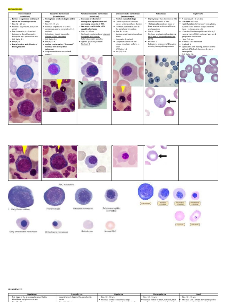 ERYTHROPOIESIS | PDF | Red Blood Cell | Cell Nucleus