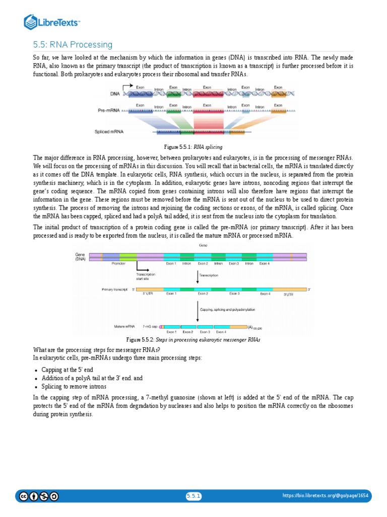 5.05 RNA Processing | PDF | Messenger Rna | Rna