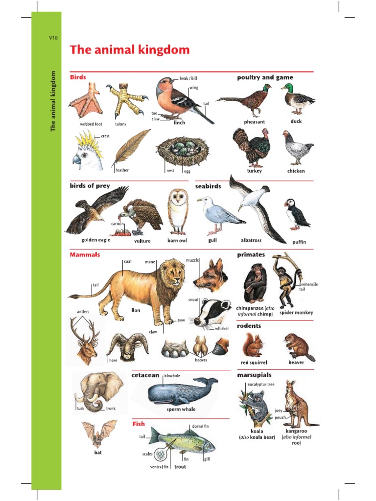 Animal Kingdom | PDF