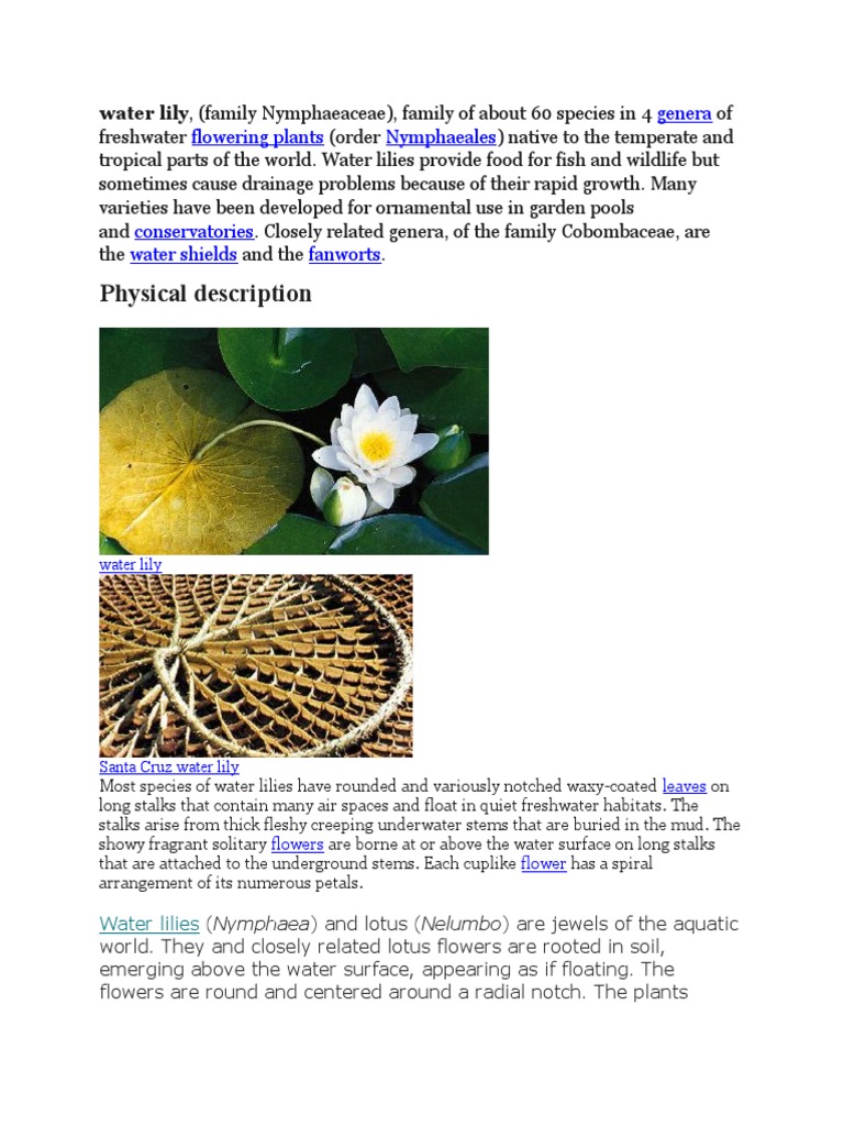 Water Lily | PDF | Flowers | Botany