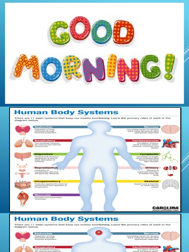 11 Human Body Organs | PDF | Respiratory Tract | Respiratory System