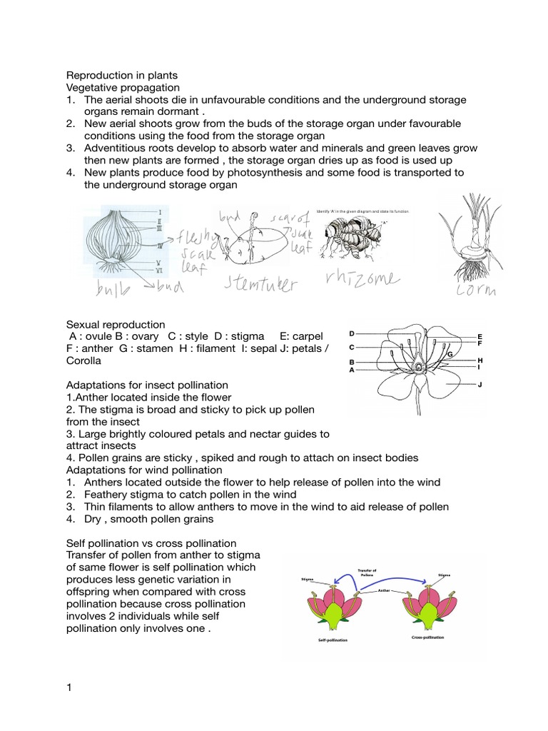 Reproduction in Plants | PDF