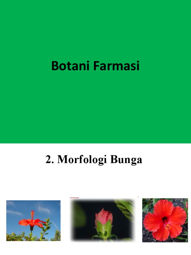 Morfologi Bunga | PDF | Seni & Disiplin Bahasa