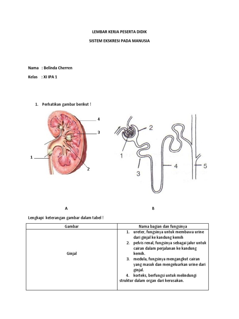 Pdf Document Pdf