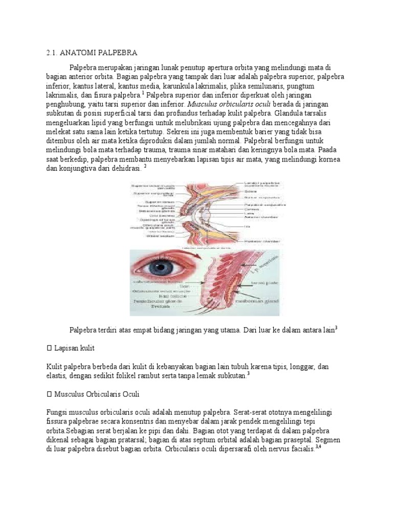 Anatomi Palpebra | PDF