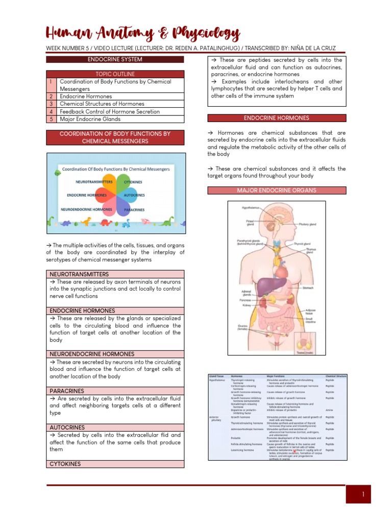 ENDOCRINE SYSTEM Week 5 | PDF