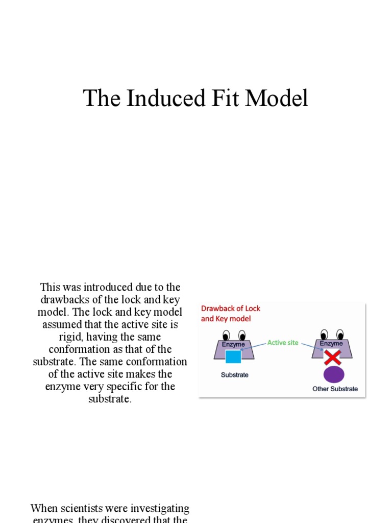 Induced Fit Model of Enzyme Action | PDF