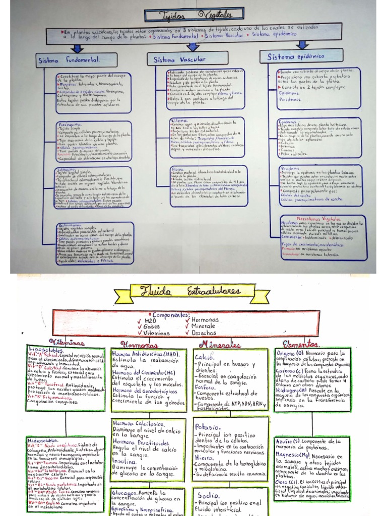Tarea 3 Mapas Conceptuales - Alonso - Lopez | PDF