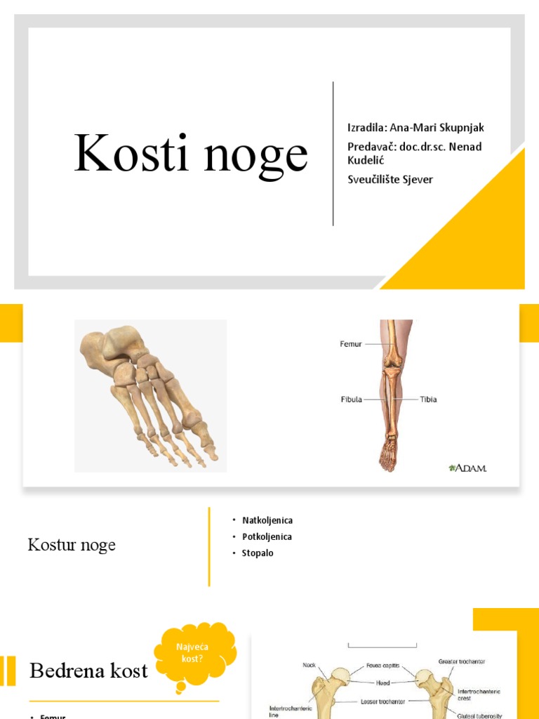 2 Ana-Mari Skupnjak Kosti Noge | PDF