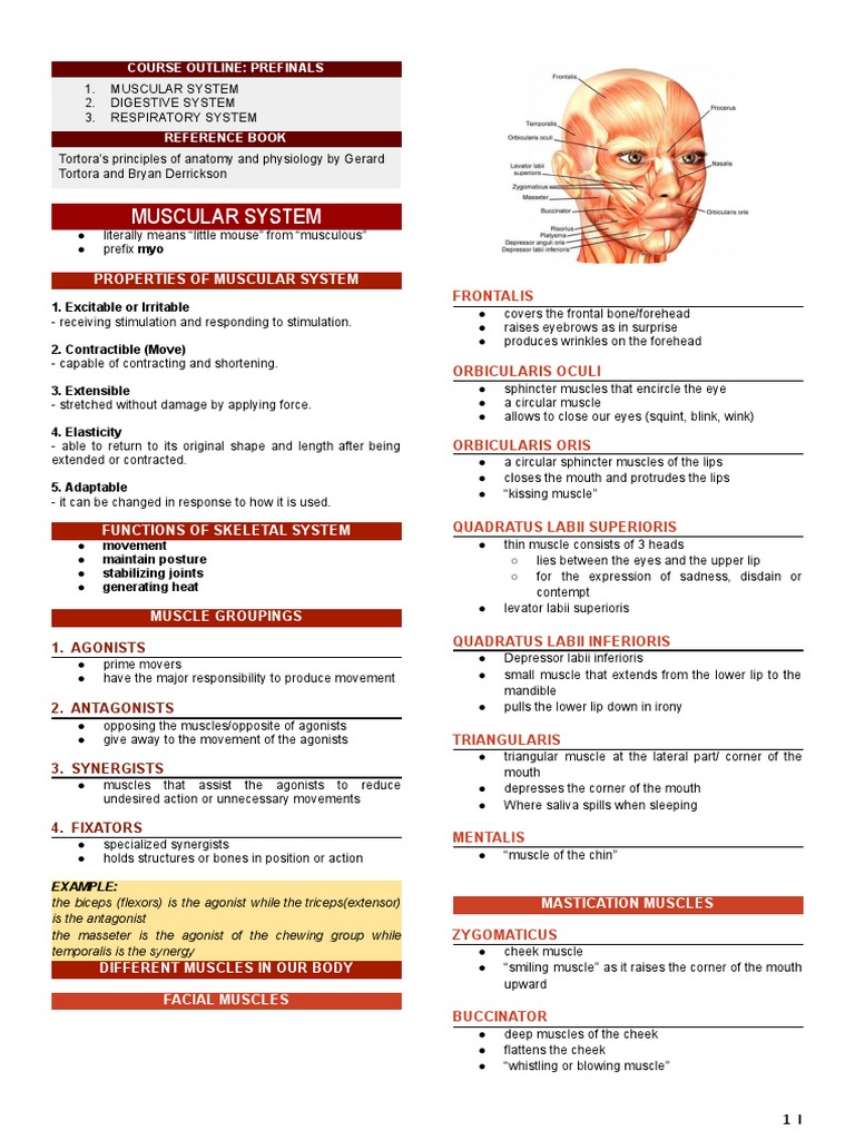 Anaphy Reviewer Prefinals | PDF | Lung | Respiratory Tract