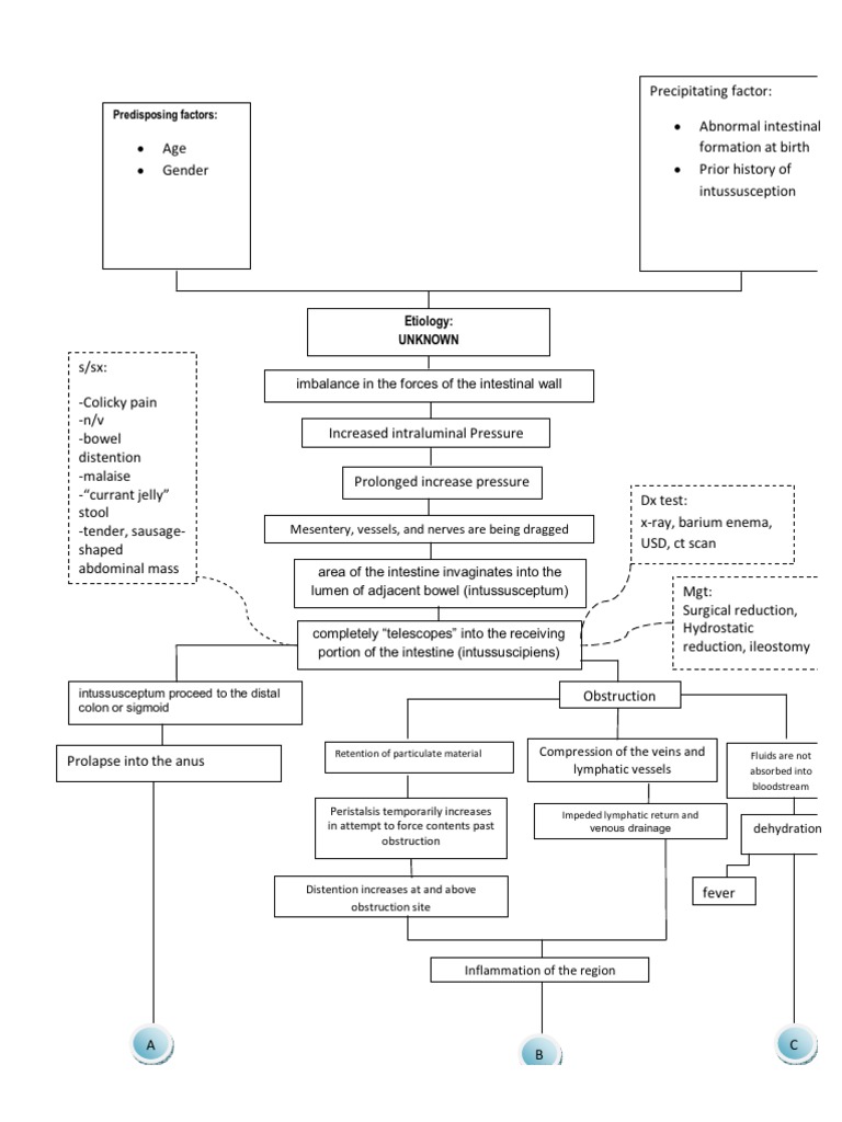 Patho Intussusception Revised | PDF | Medical Specialties | Clinical ...