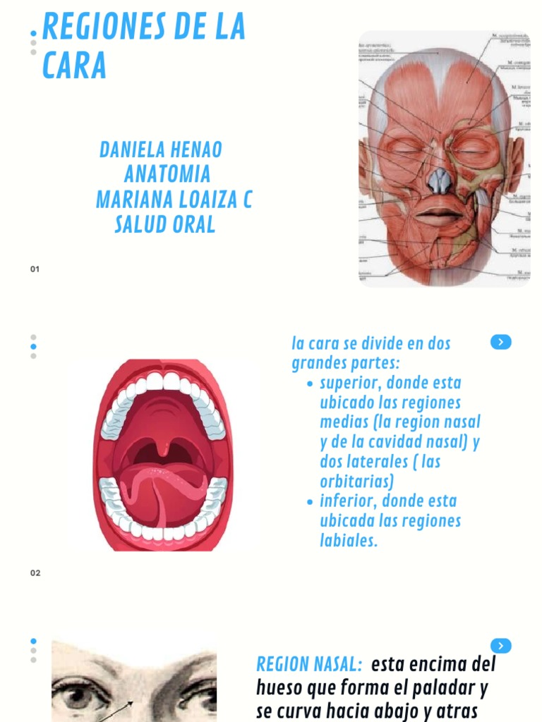 Regiones de La Cara | PDF