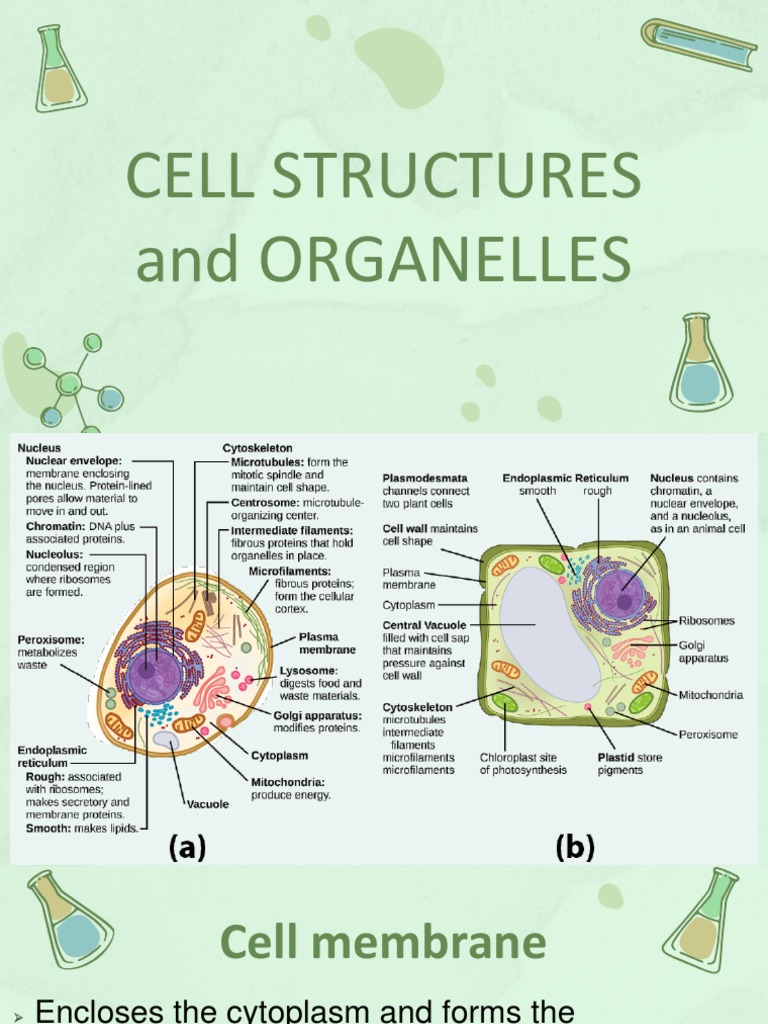 Overview of Cell Structures and Organelles | PDF | Endoplasmic ...